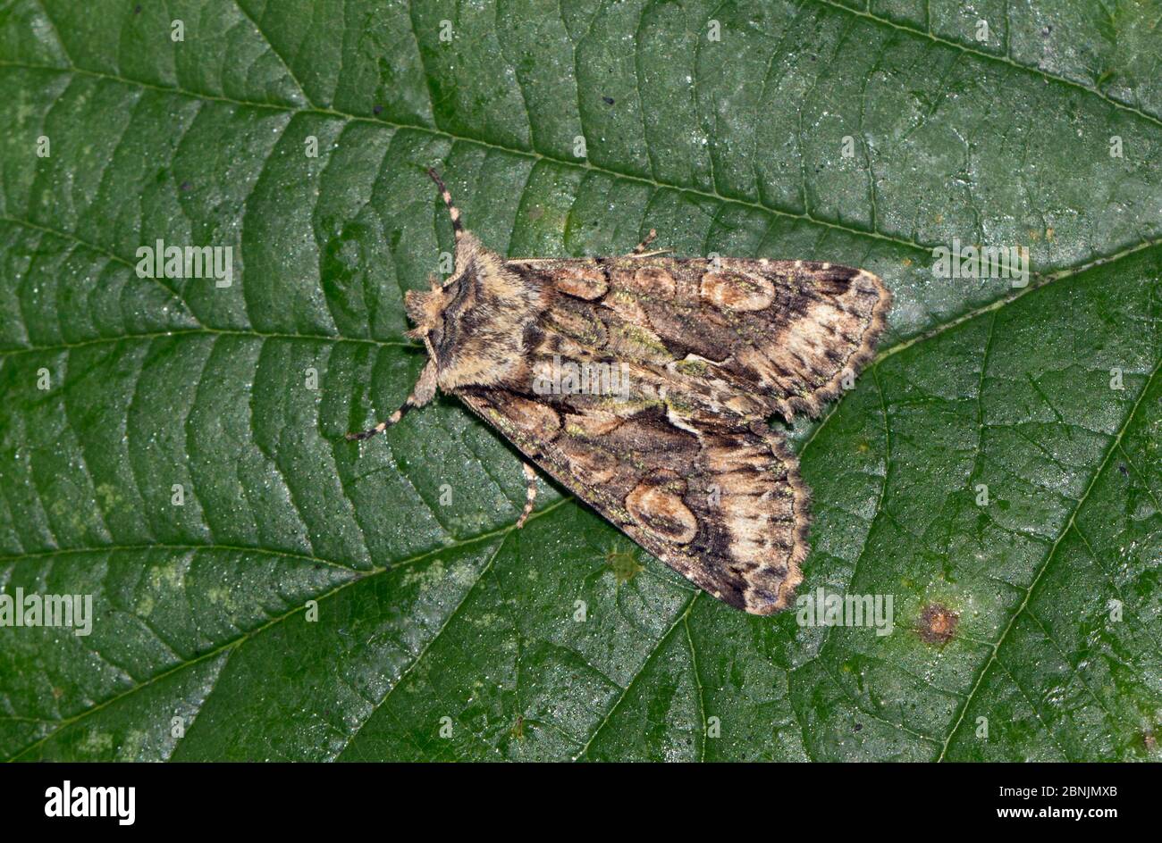 Green brindled crescent hi-res stock photography and images - Alamy