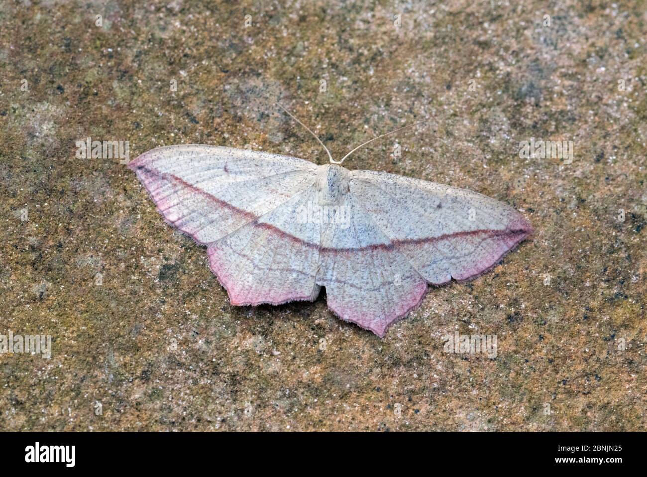 Blood vein moth timandra comae hi-res stock photography and images - Alamy