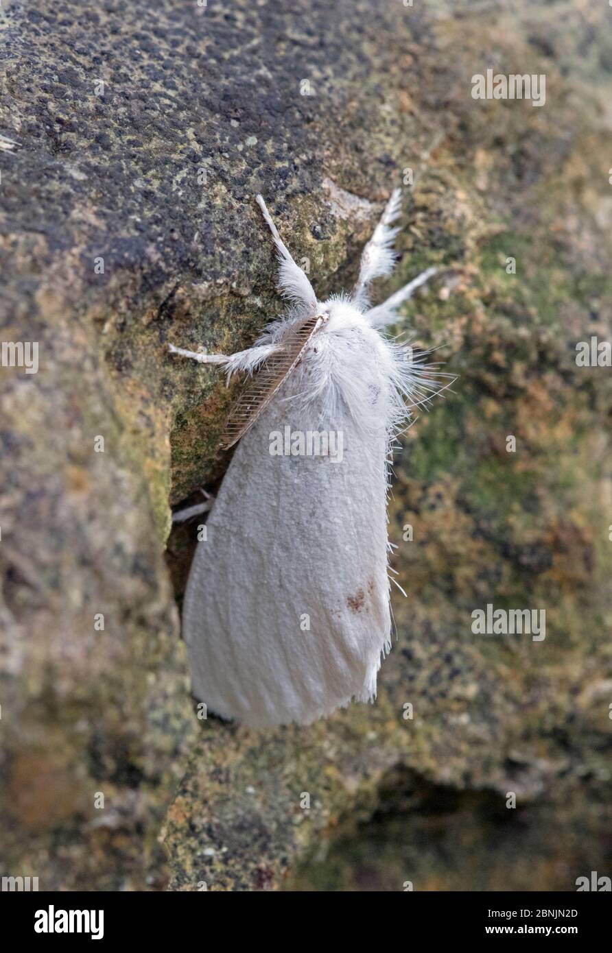 Yellow-tail moth (Euproctis similis) Wiltshire, UK August Stock Photo ...