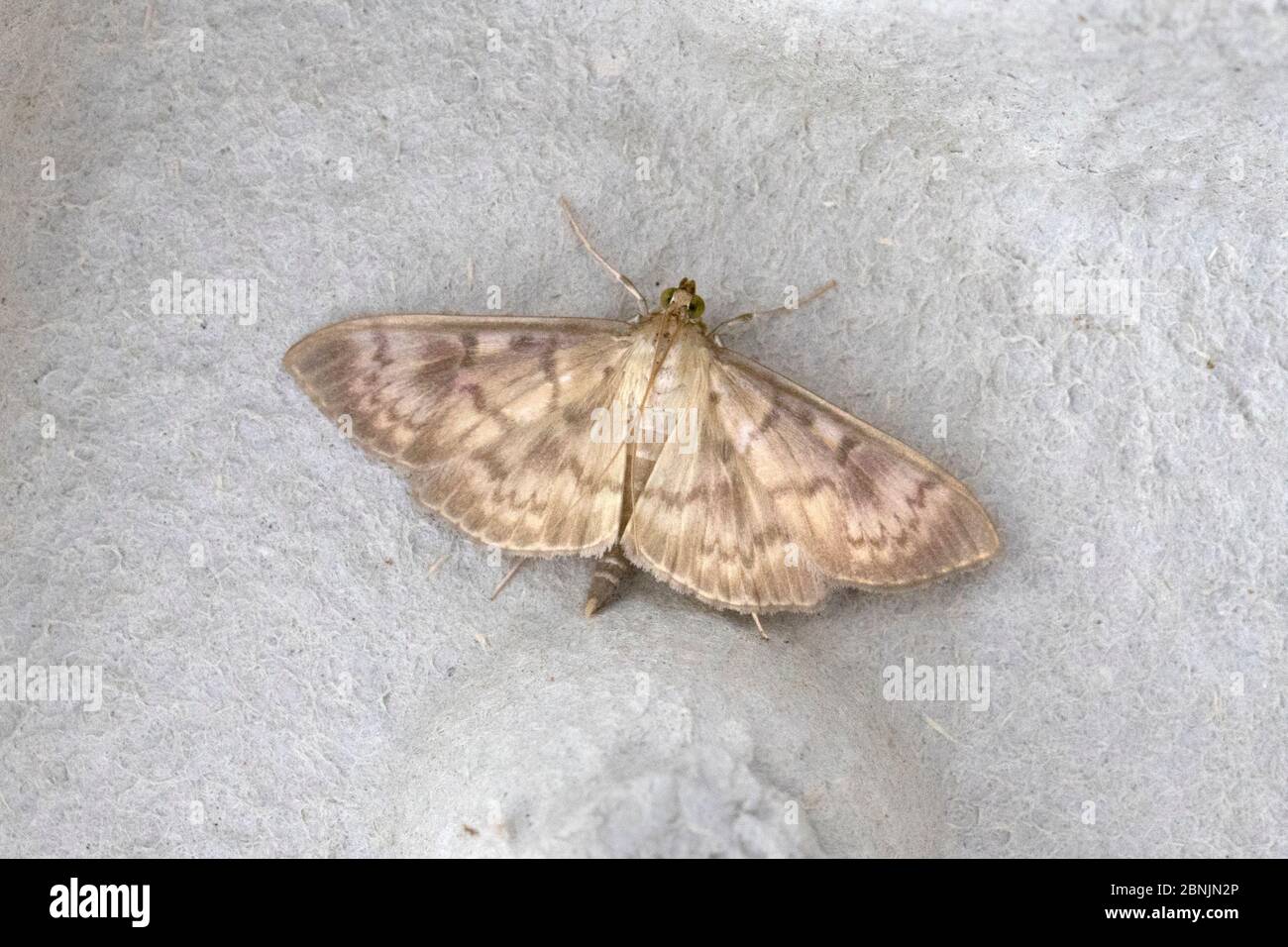 Mother of Pearl moth (Pleuroptya ruralis) Wiltshire, UK August Stock ...