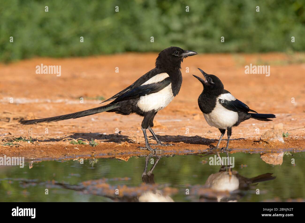 Magpie (Pica pica) two interacting, Spain, July Stock Photo - Alamy