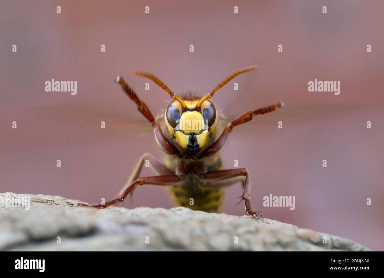 Vespa crabro vexator hi-res stock photography and images - Alamy