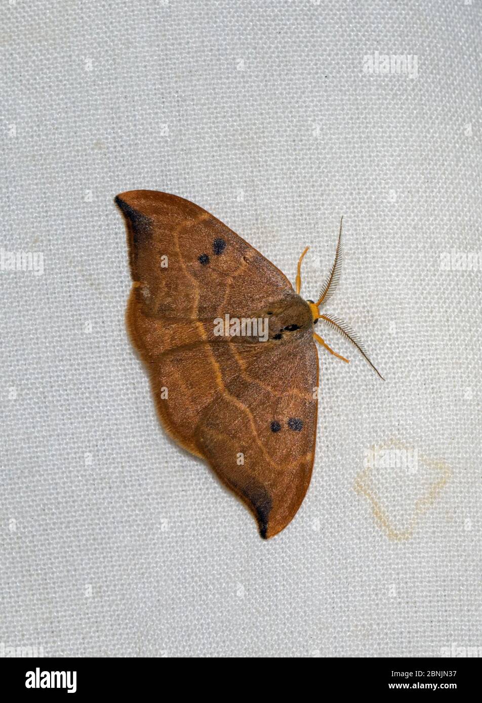 Oak hook-tip moth (Watsonalla binaria) male, Wiltshire, UK May Stock ...