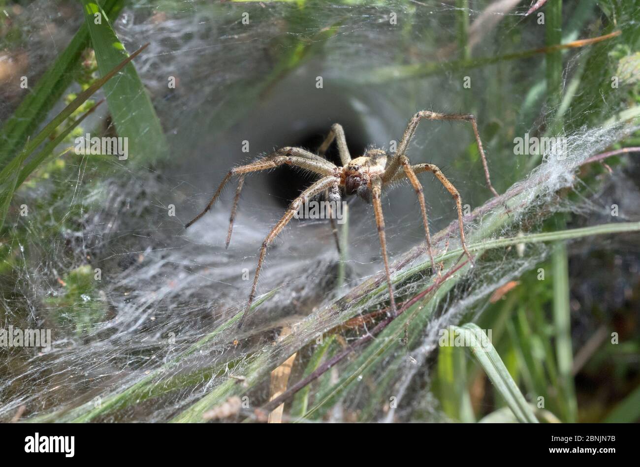 Agelena labyrinthica hi-res stock photography and images - Alamy