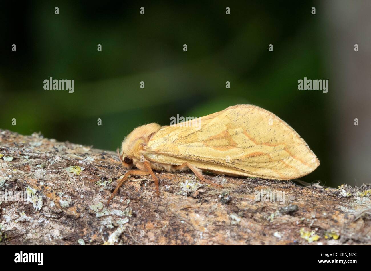 Ghost moth (Hepialus humuli) female, Wiltshire, UK June Stock Photo - Alamy