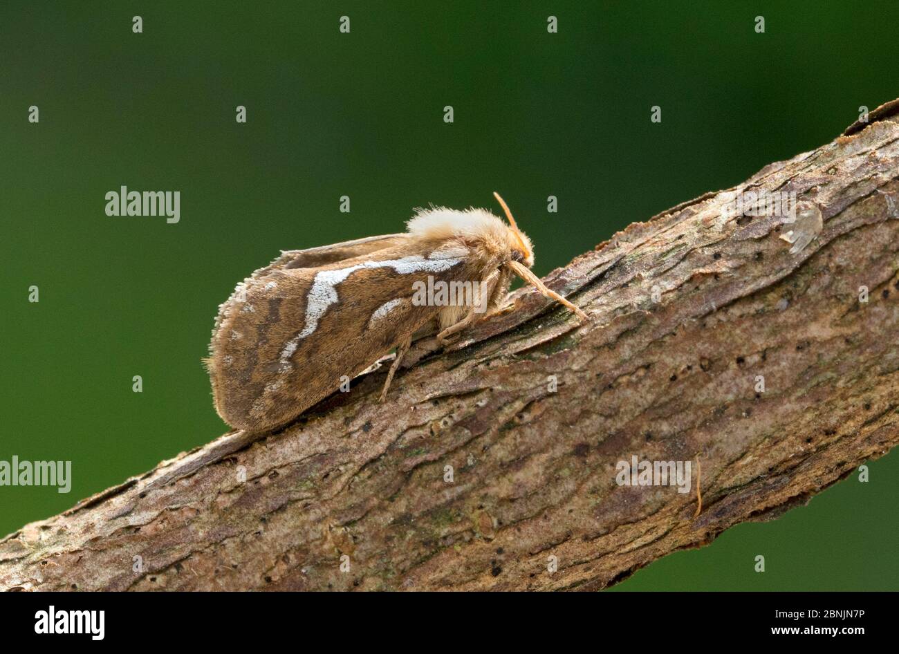Lupulina ghost moth hi-res stock photography and images - Alamy