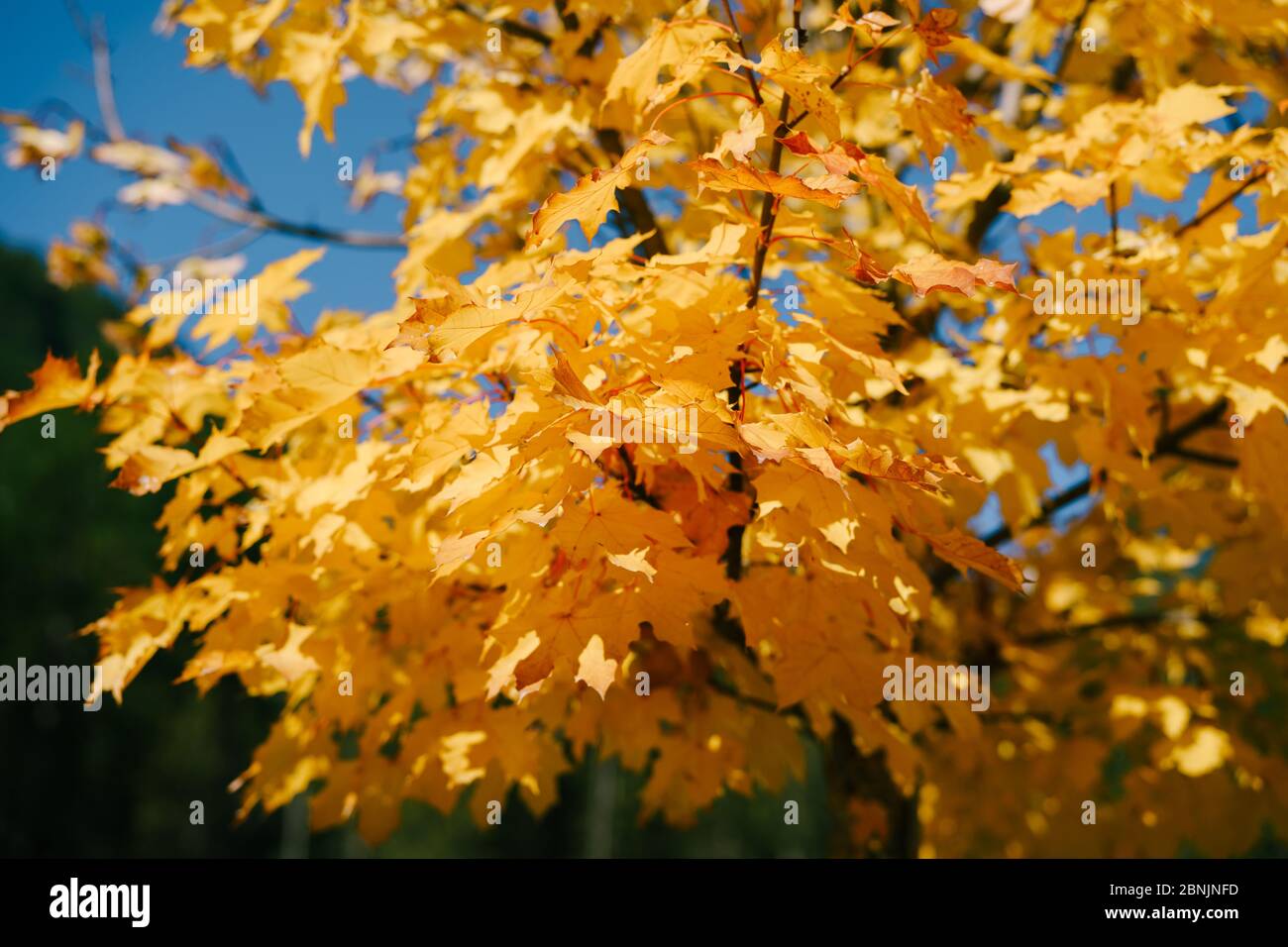 Fiery yellow autumn maple leaves on tree branches, against the sky ...