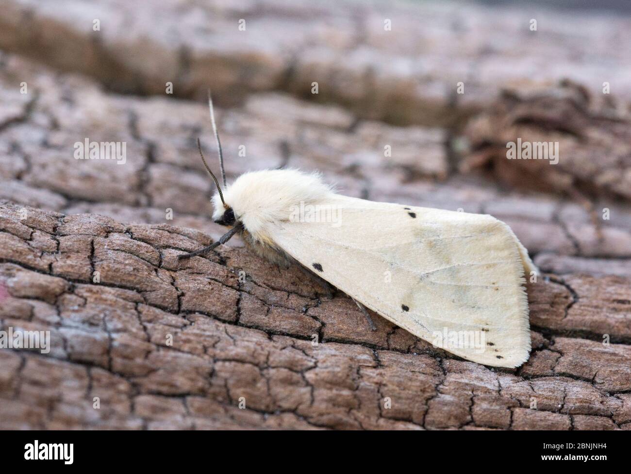 Buff tiger moth hi-res stock photography and images - Alamy