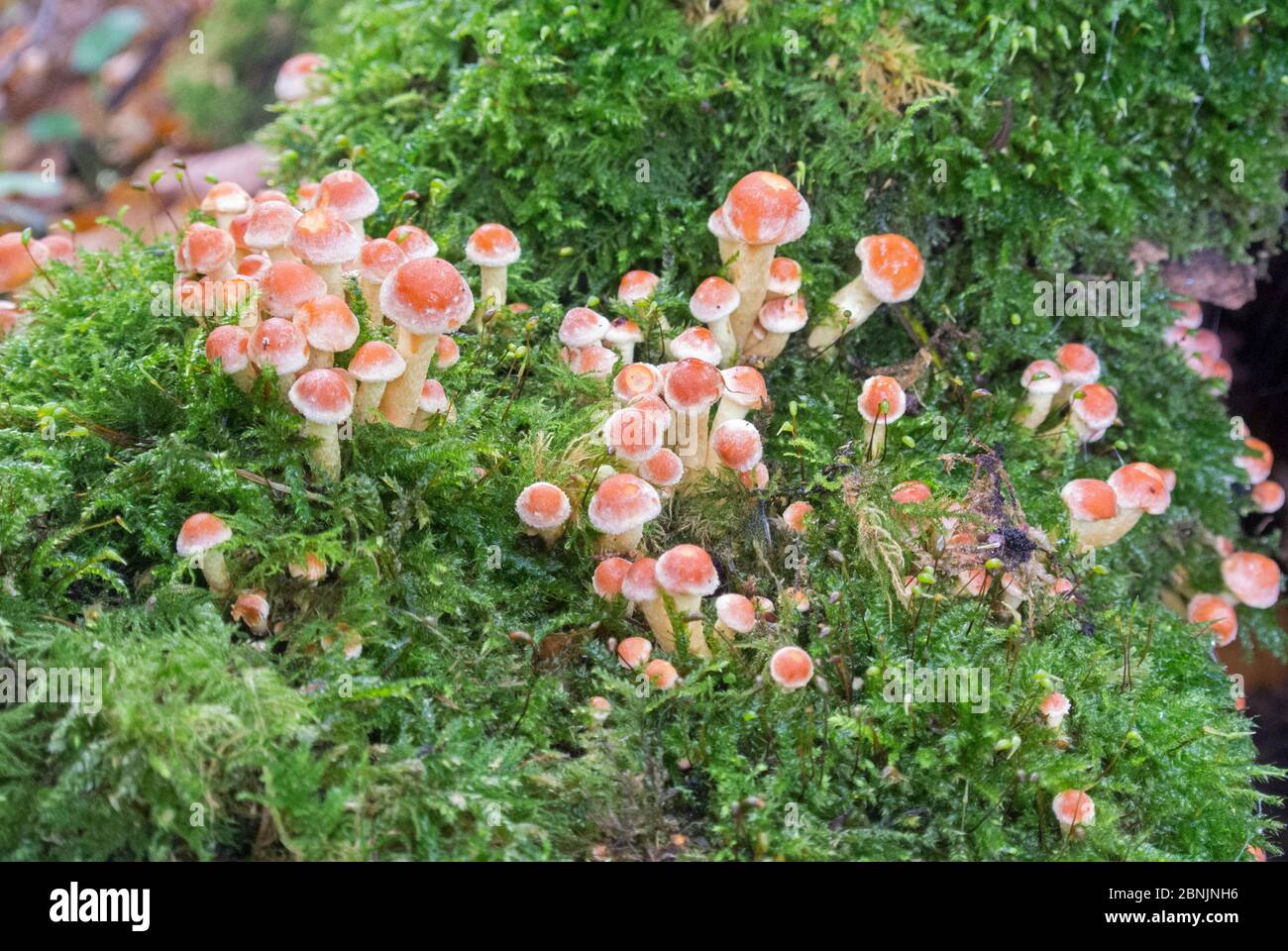 Brick tuft fungi (Hypholoma lateritium) Wiltshire, UK October Stock ...