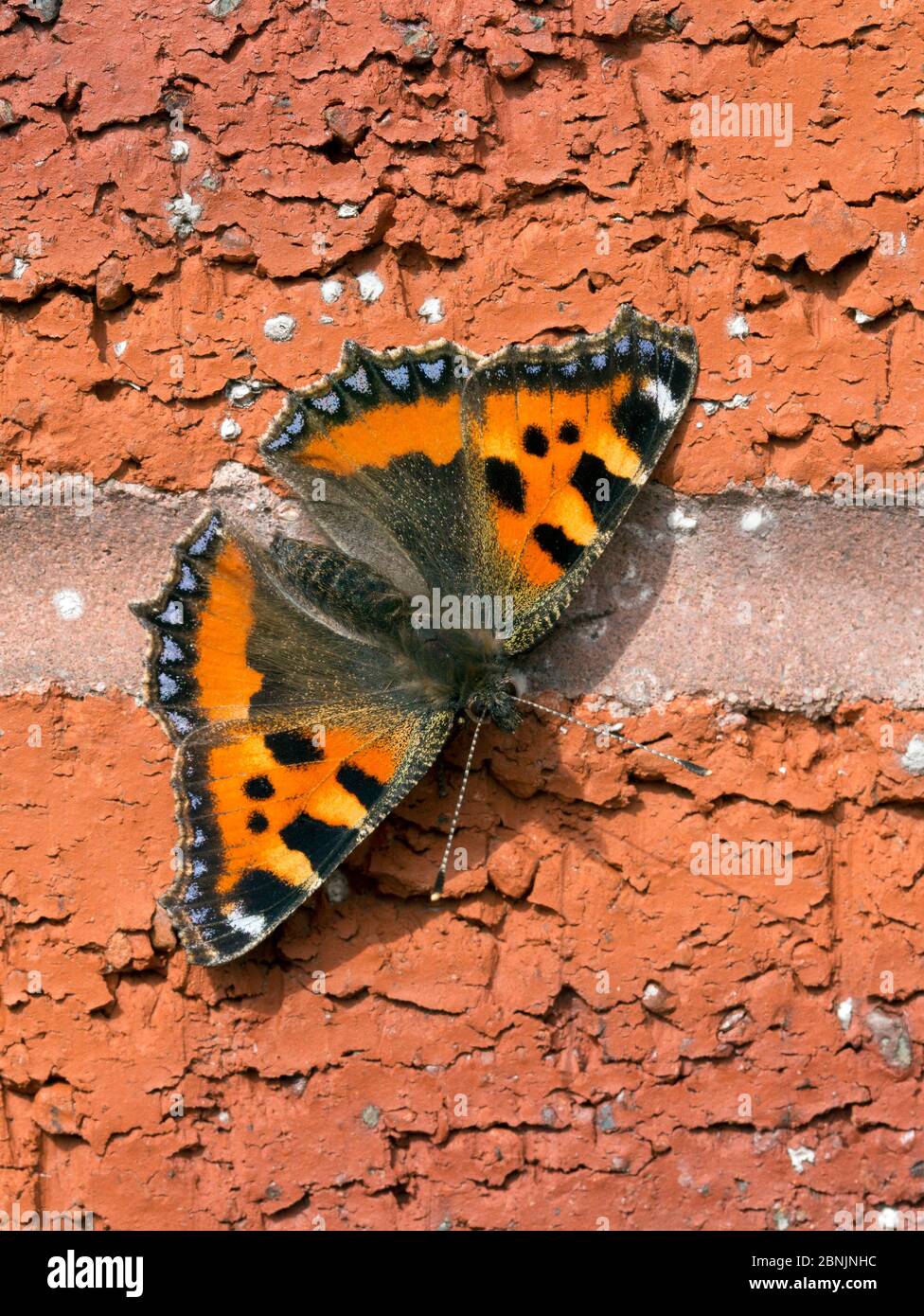 Tortoiseshell material hi-res stock photography and images - Alamy
