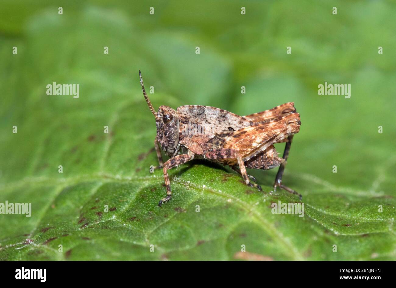 Common ground hopper, tetrix undulata hi-res stock photography and ...