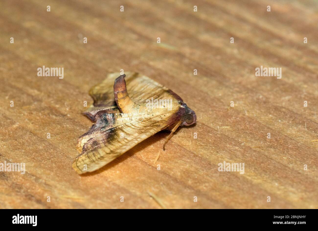Scorched wing moth (Plagodis dolabraria) male profile, Wiltshire, UK ...