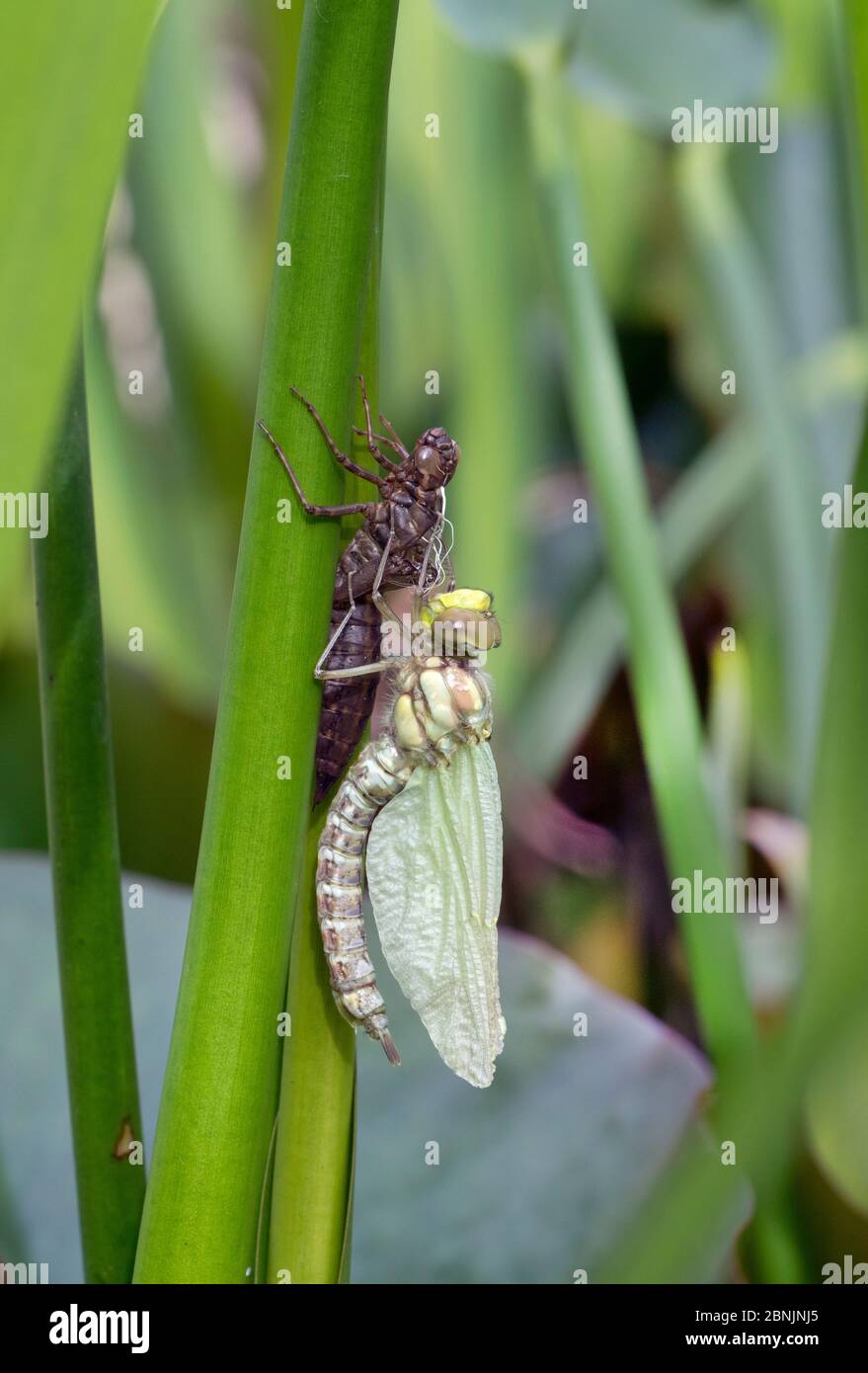 Southern hawker dragonfly (Aeshna cyanea) emerging from larva/nymph ...