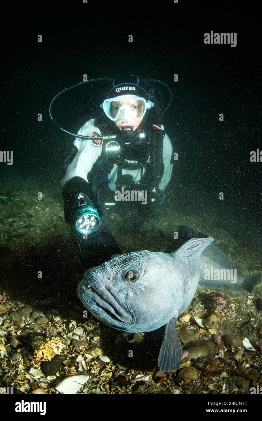 Coastal wolf underwater hi-res stock photography and images - Alamy