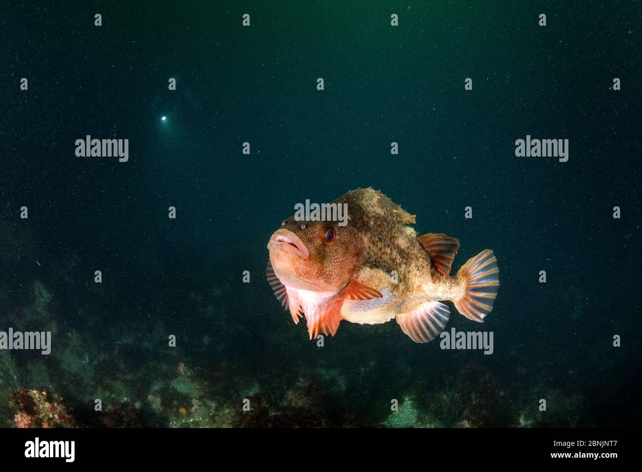 Lumpsucker cyclopterus lumpus hi-res stock photography and images - Alamy