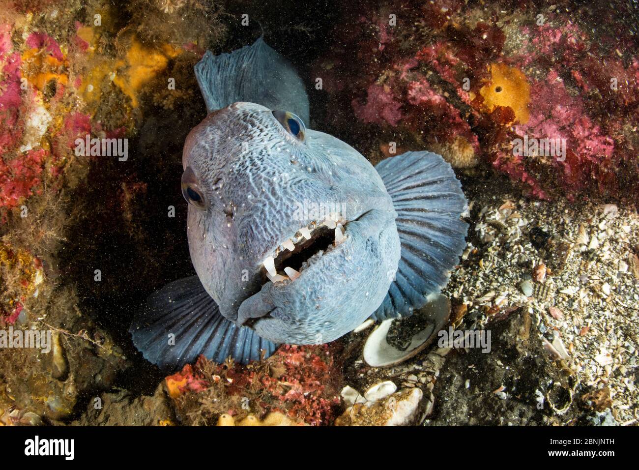 Coastal wolf underwater hi-res stock photography and images - Alamy
