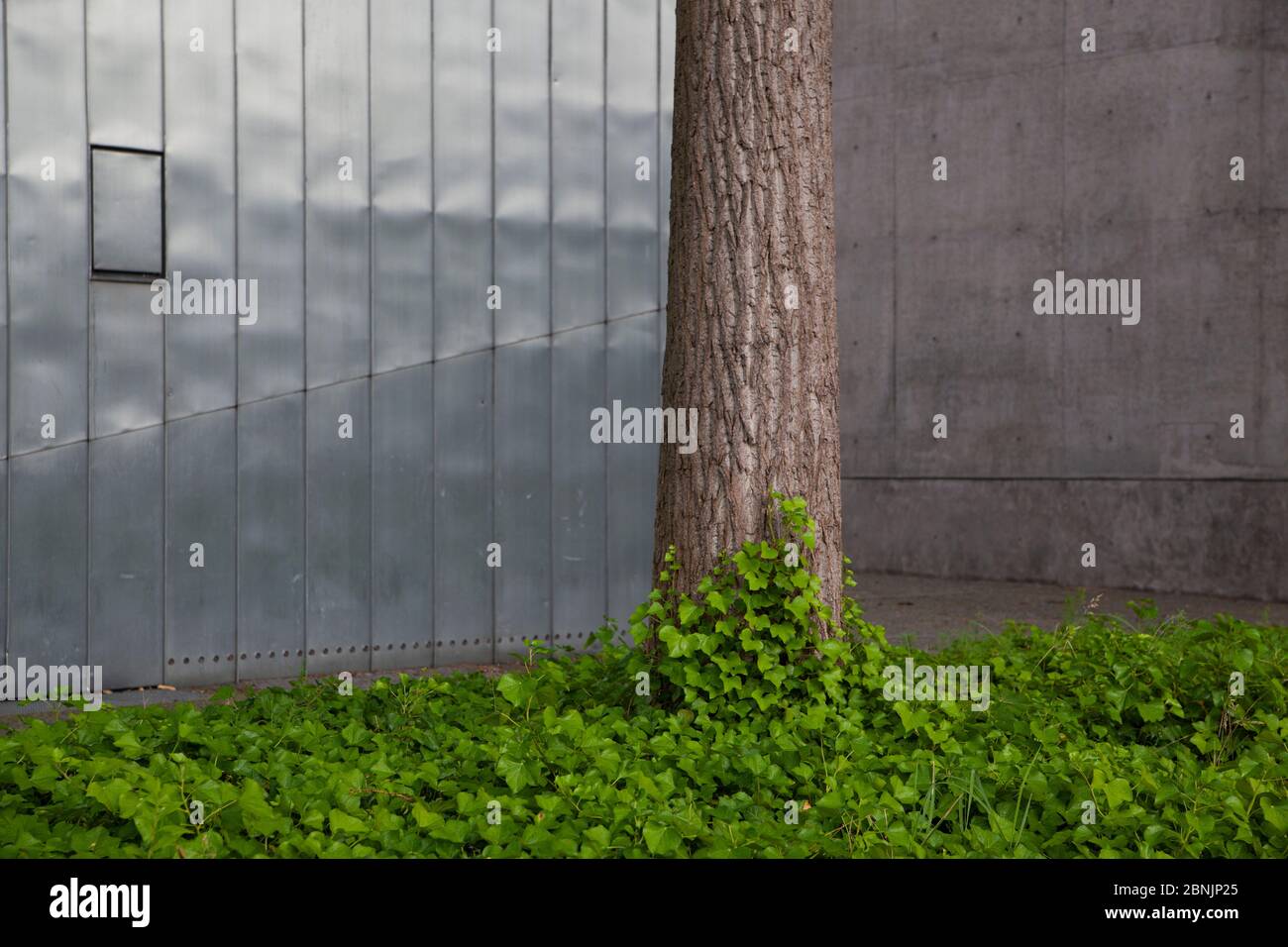 A trunk slightly overgrown with ivy in front of a Jewish Museum Berlin ...