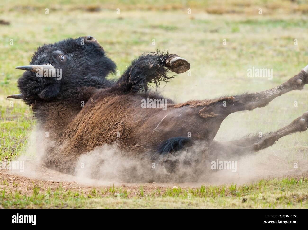 American bison (Bison bison) dust bathing, Grand Canyon National Park ...