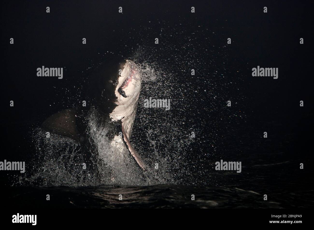 Great white shark (Carcharodon carcharias) breaching to catch seal prey ...