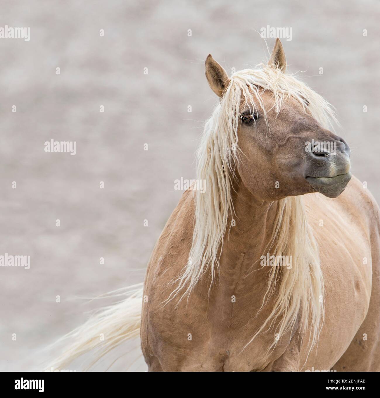 Wild dunalino Mustang stallion liftting his head in Sand Wash Basin ...