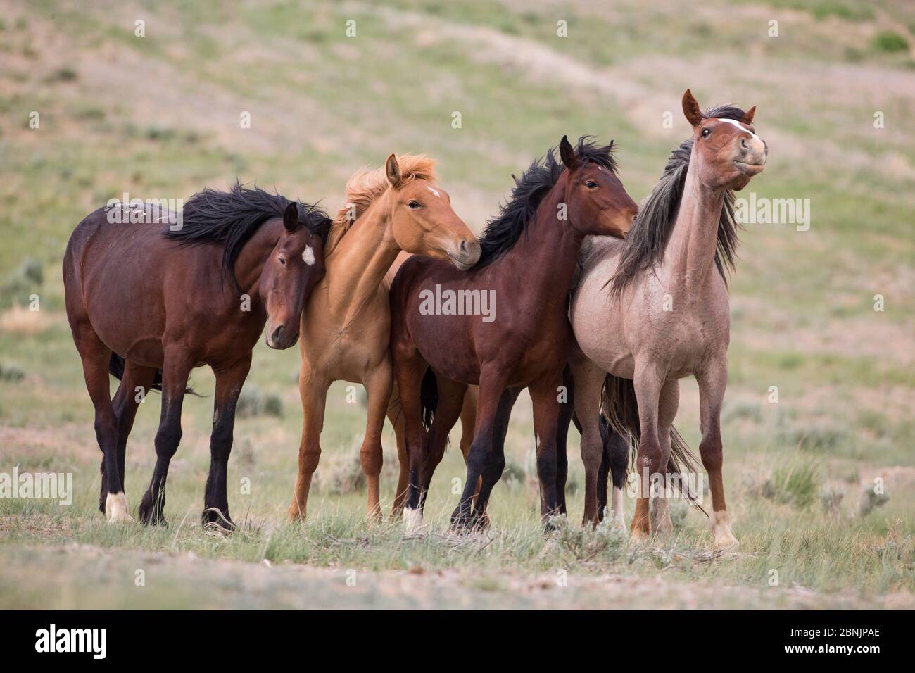 Yearlings hi-res stock photography and images - Alamy