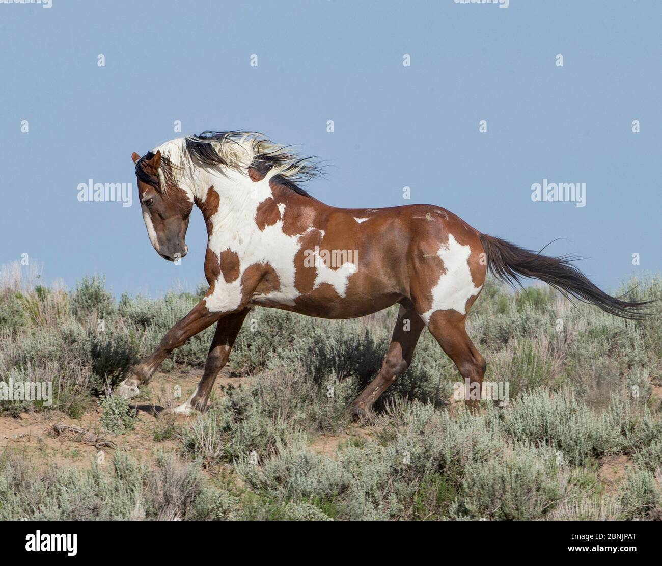 Wild pinto Mustang stallion running in Sand Wash Basin, Colorado, USA ...