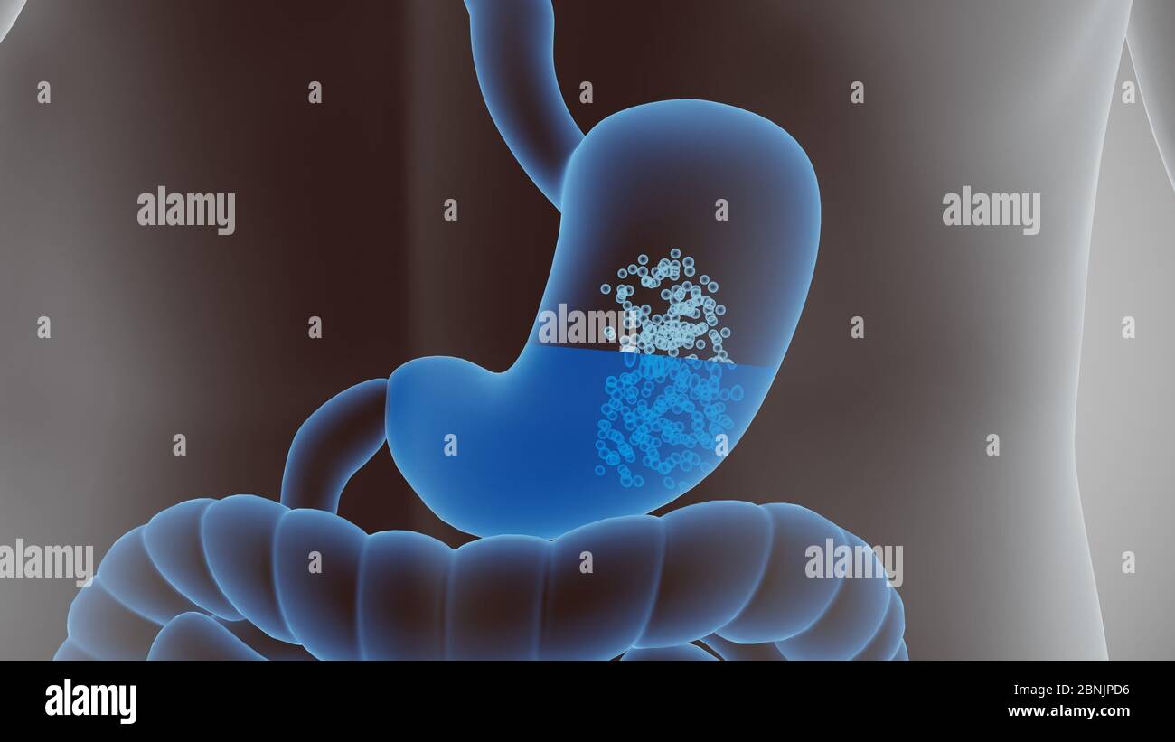 3d illustration of the human digestive system. stomach and guts Stock ...