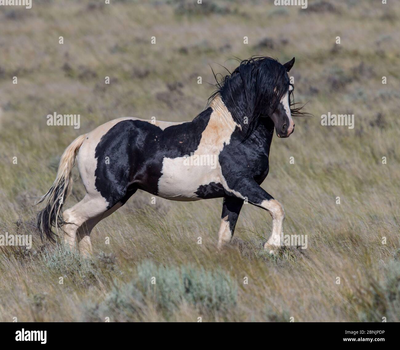 The wild pinto Mustang stallion Washakie trots in the McCullough Peaks ...