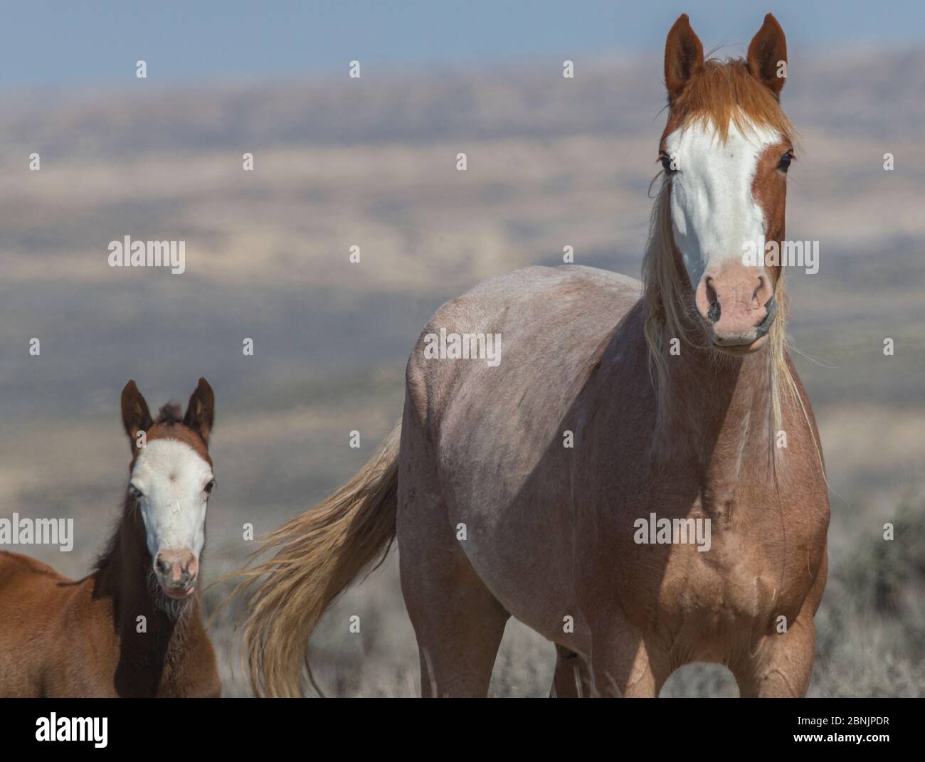 Pinto and roan hi-res stock photography and images - Alamy