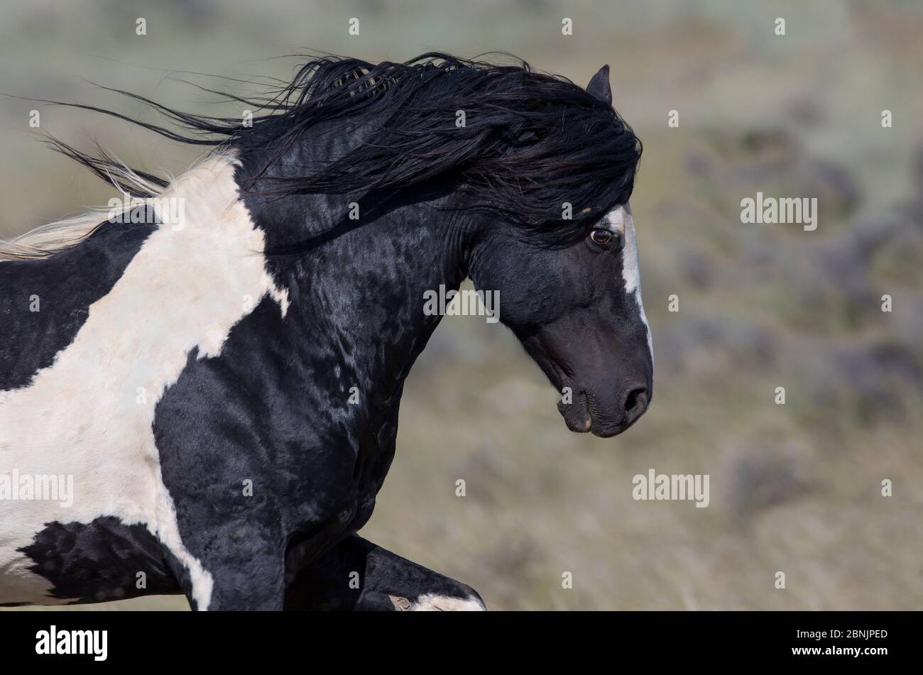 Wild pinto Mustang stallion running in McCullough Peaks Herd Area ...