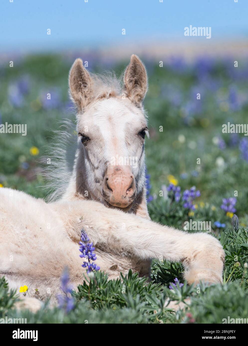 Wild palomino mustang filly hi-res stock photography and images - Alamy