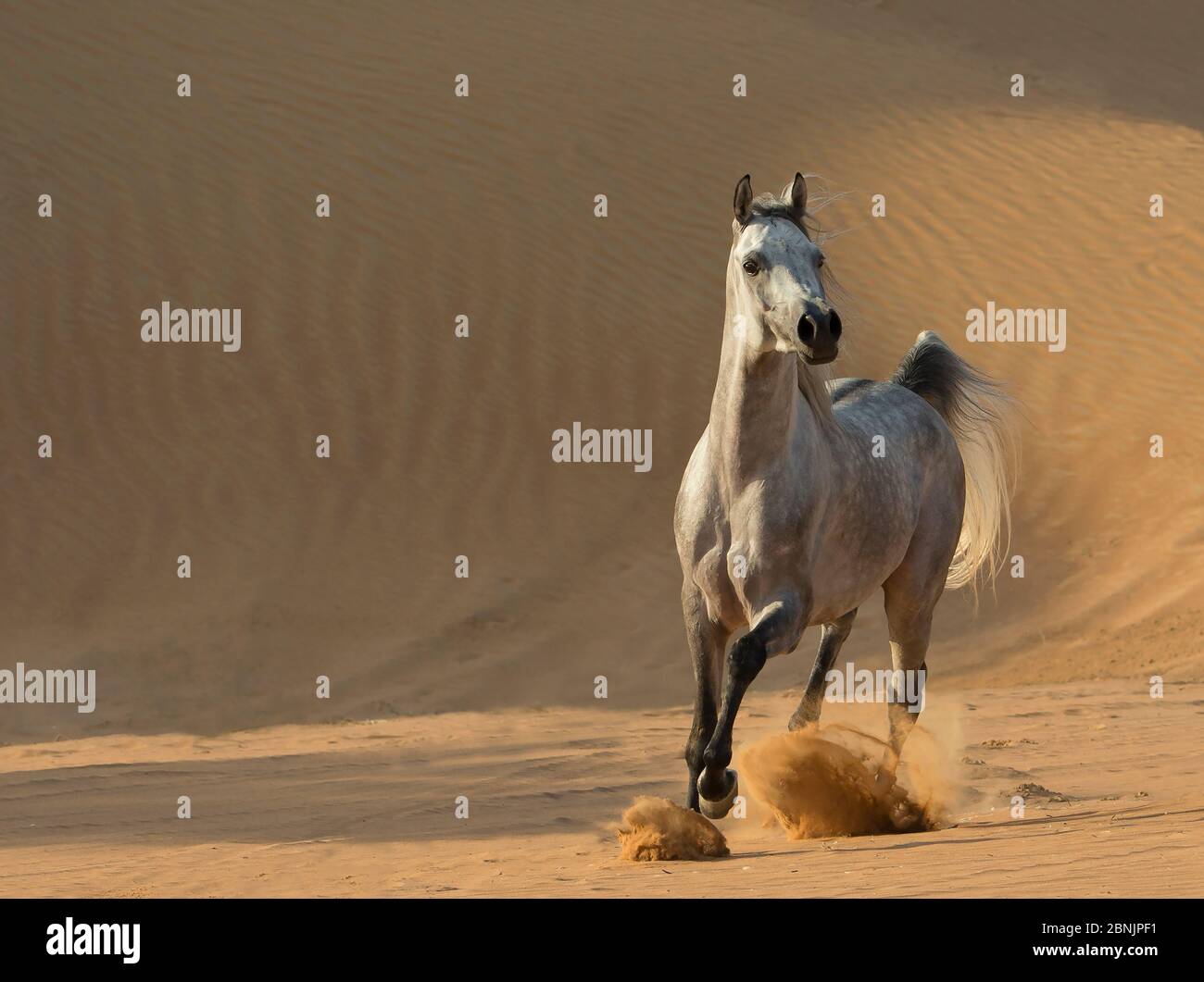 Grey Arabian stallion running in desert dunes near Dubai, United Arab ...