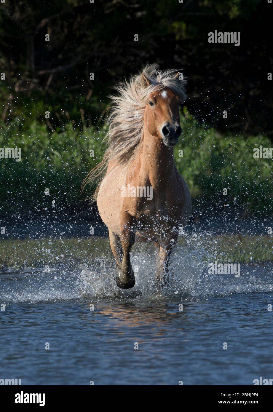 Stallion running in water hi-res stock photography and images - Alamy