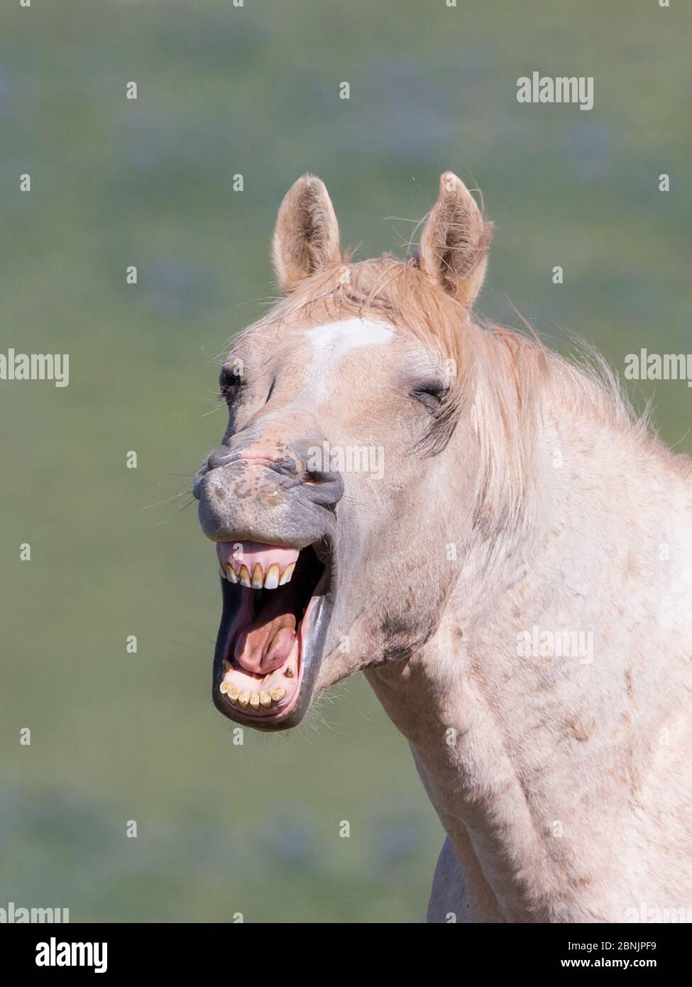 Flehmen Response Horse