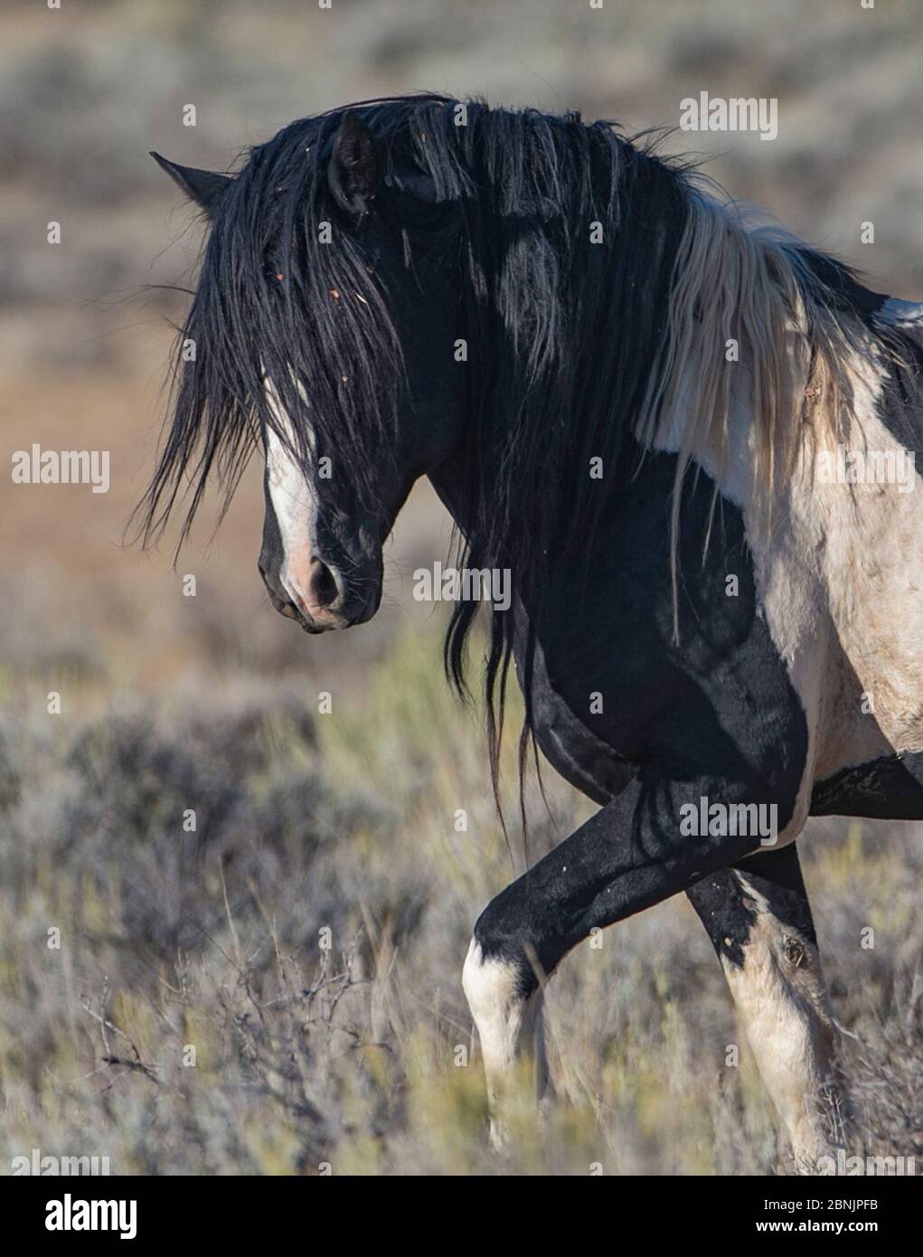Wild pinto Mustang stallion with long mane walking in McCullough Peaks ...