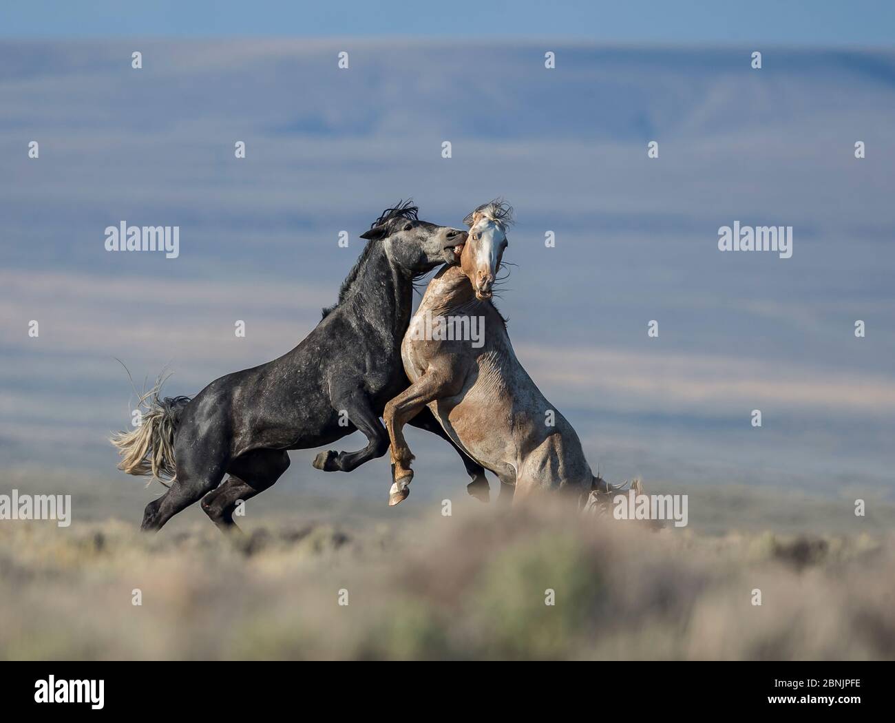 Two wild Mustang stallions fighting in White Mountain Herd Area ...