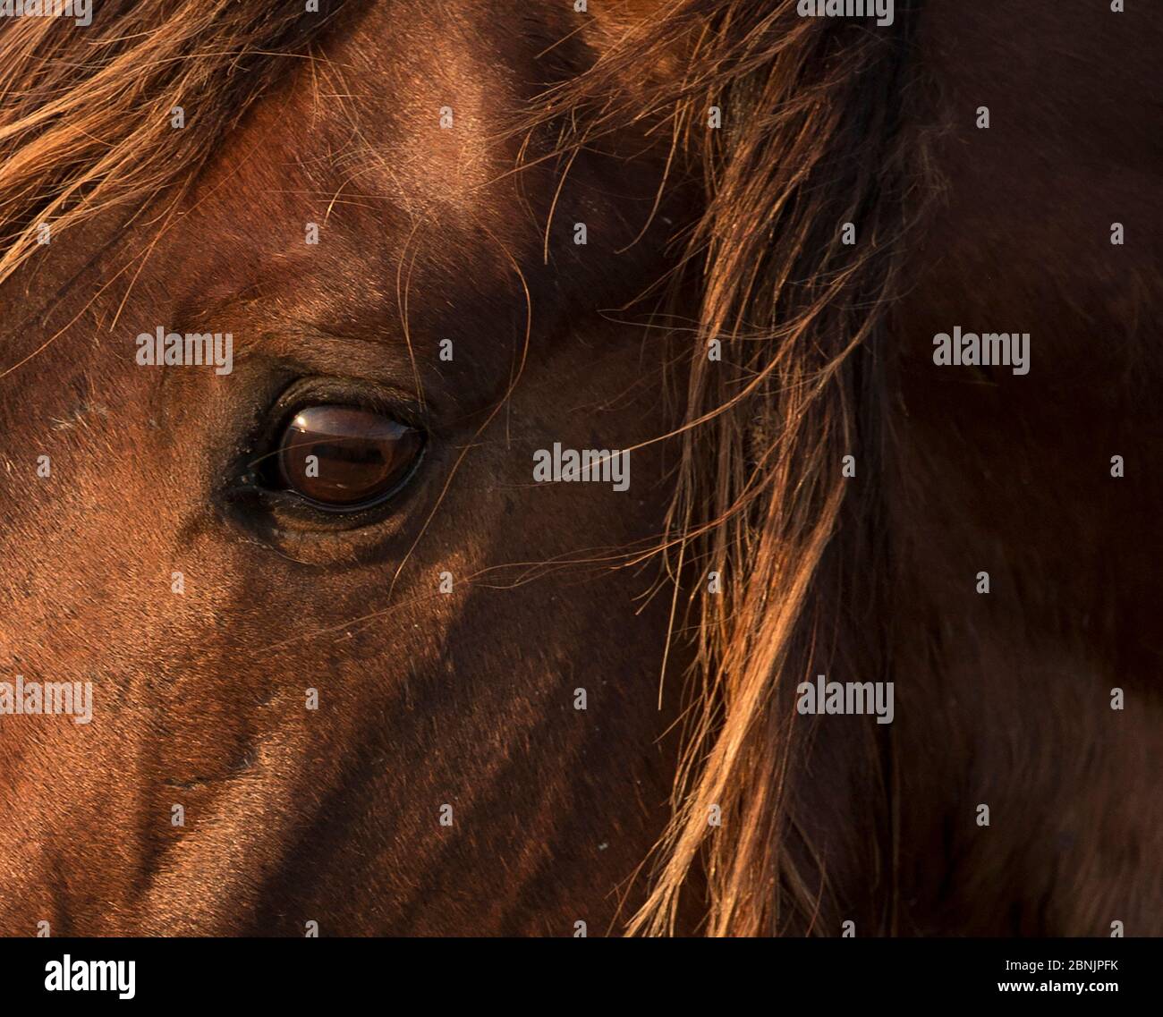 Eye and mane of wild Mustang stallion on Carrott Island, North Carolina ...