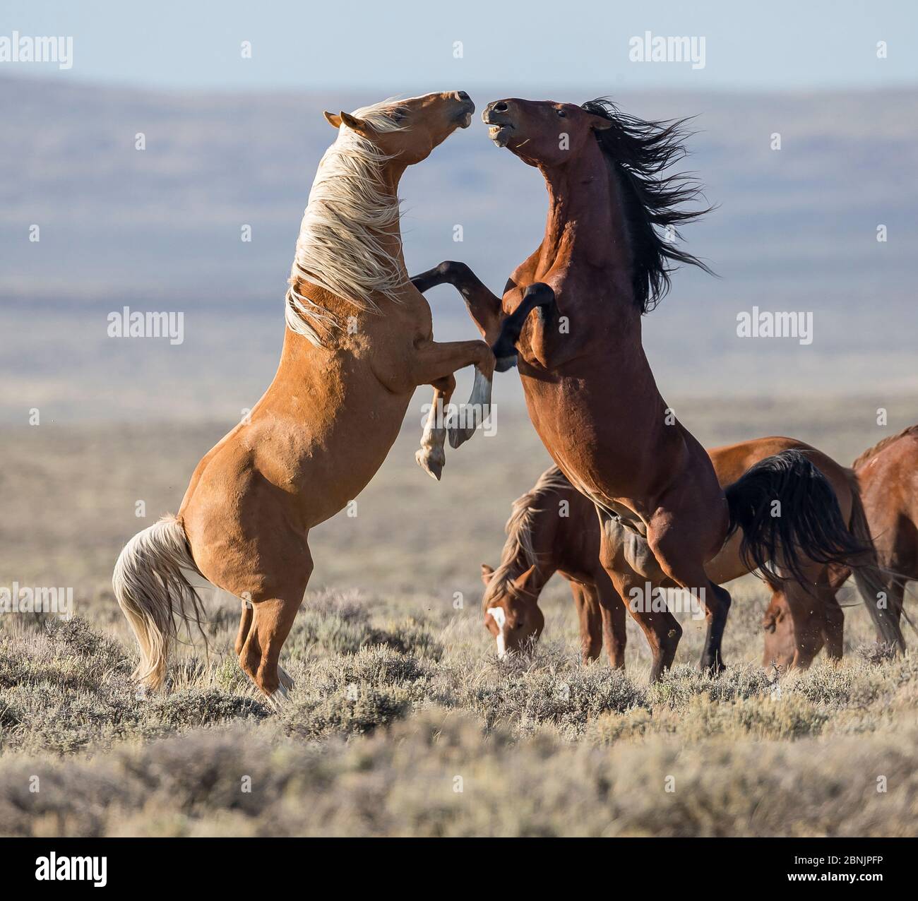 Two wild Mustang stallions fighting in White Mountain Herd Area with ...