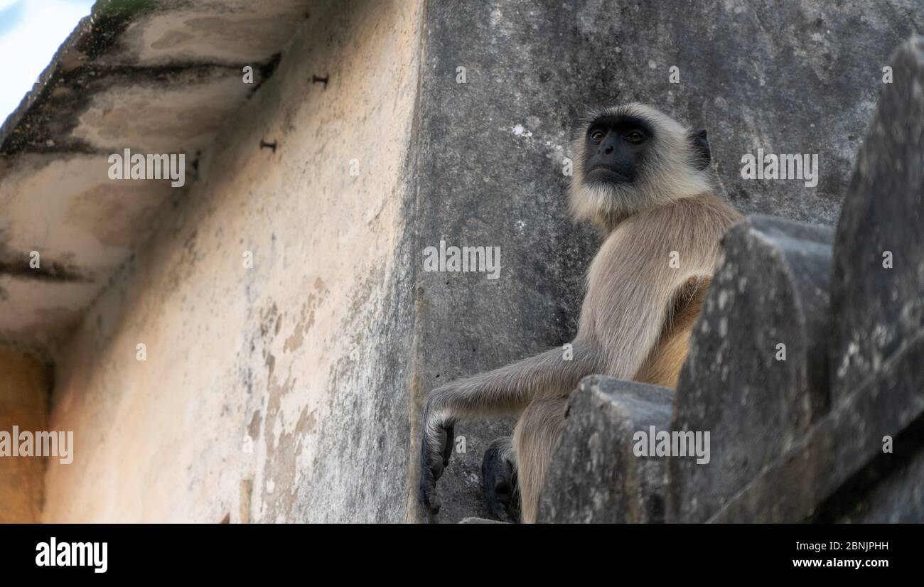 Monkey sitting on wall temple hi-res stock photography and images - Alamy