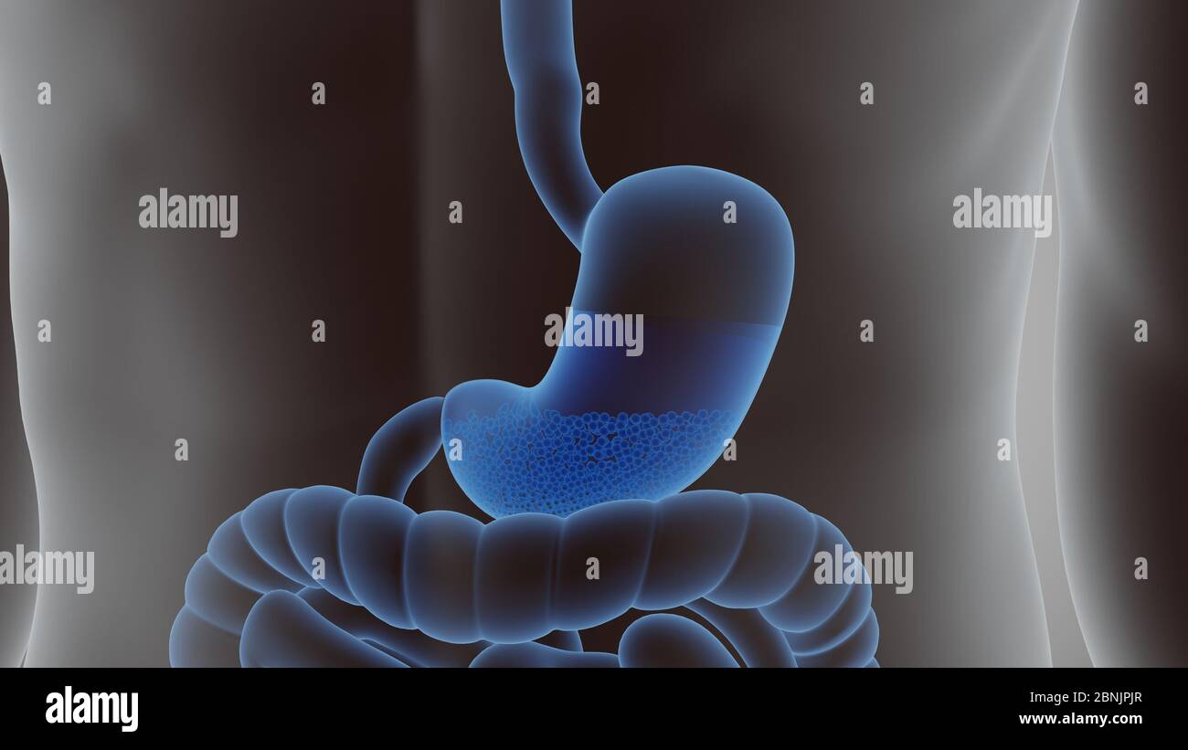 3d illustration of the human digestive system. stomach and guts Stock ...