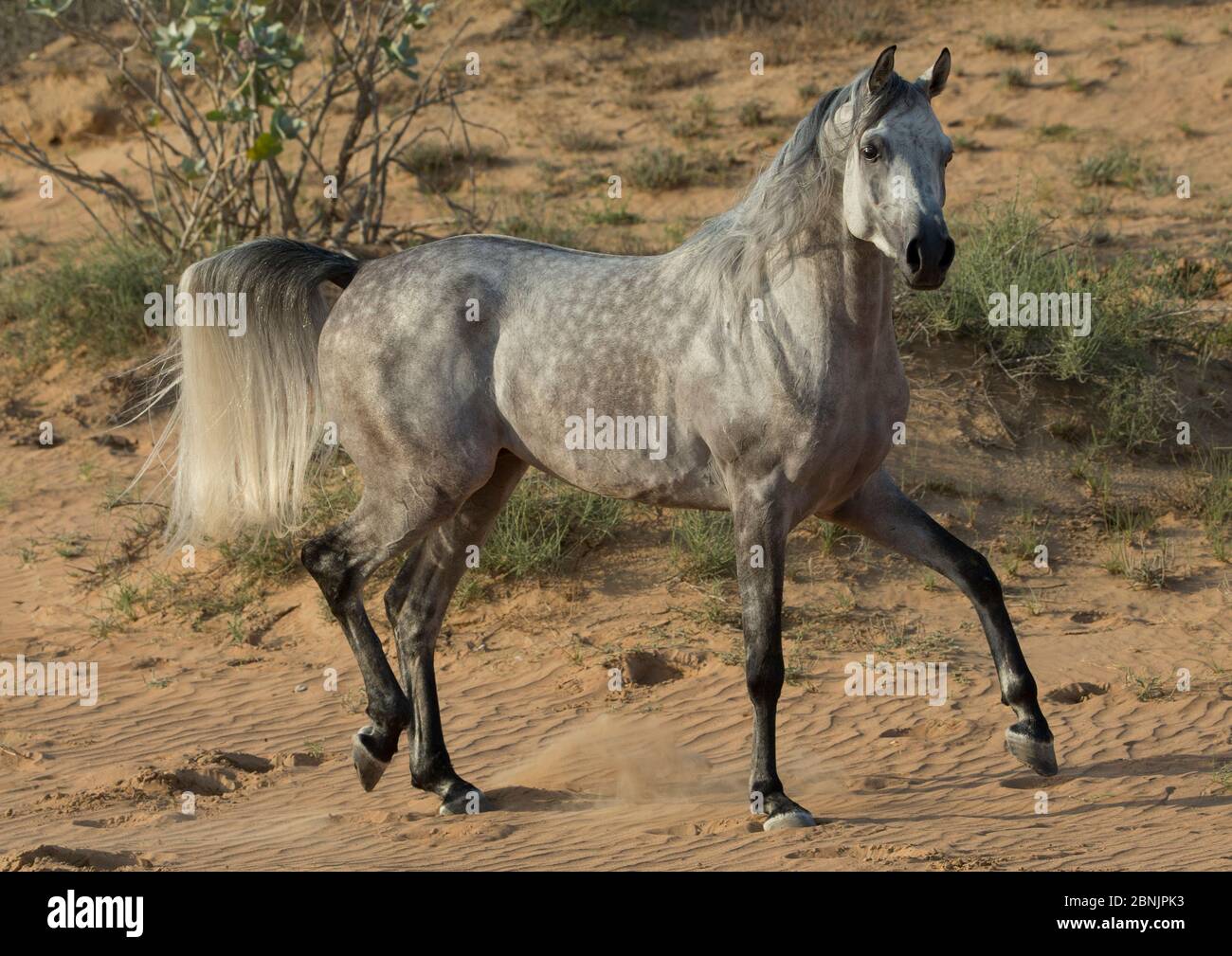 Grey Arabian stallion walking in desert dunes near Dubai, United Arab ...