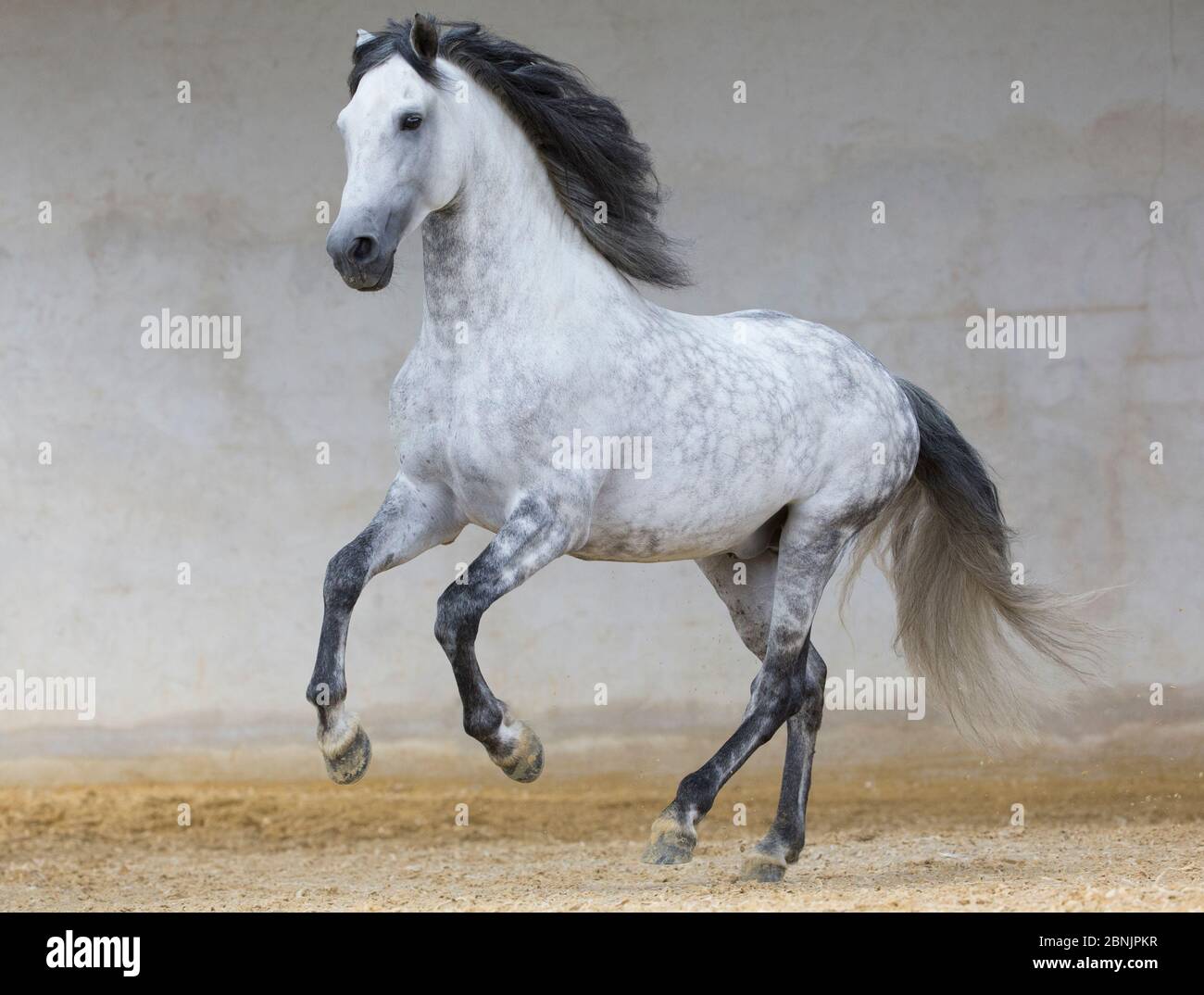 Grey Andalusian stallion running in arena in Northern France, Europe ...