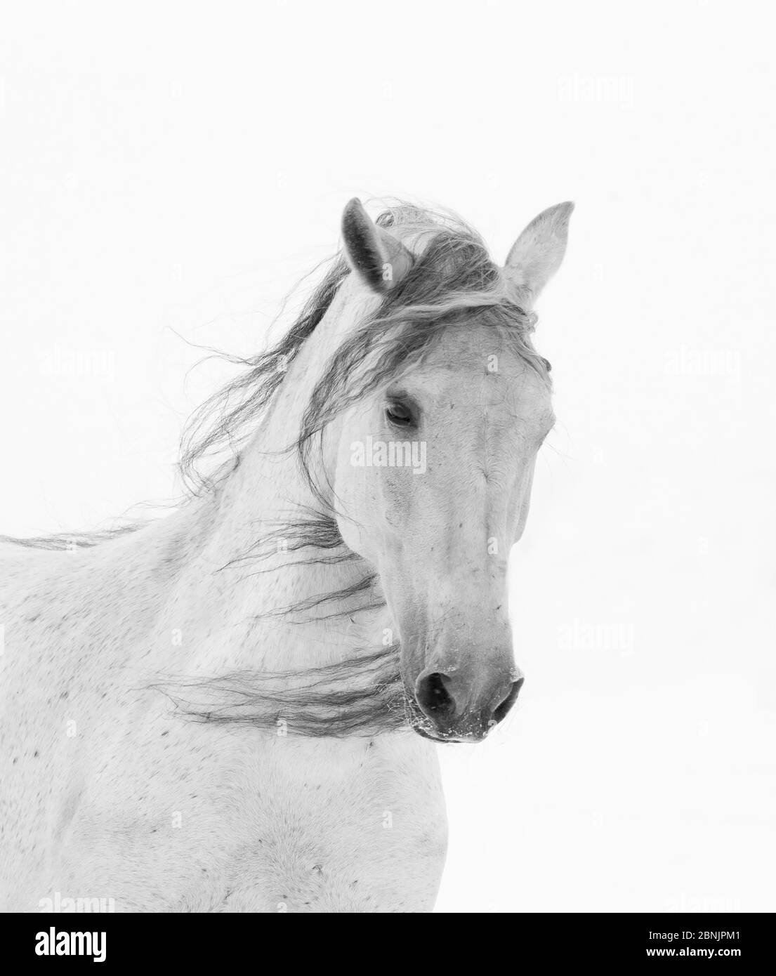 Almost in profile Black and White Stock Photos & Images - Alamy