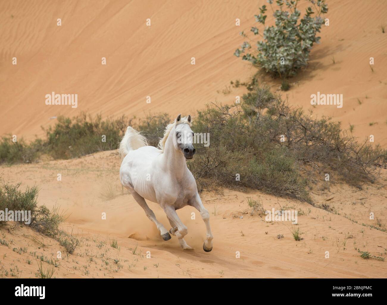 Grey Arabian stallion running in desert dunes near Dubai, United Arab ...