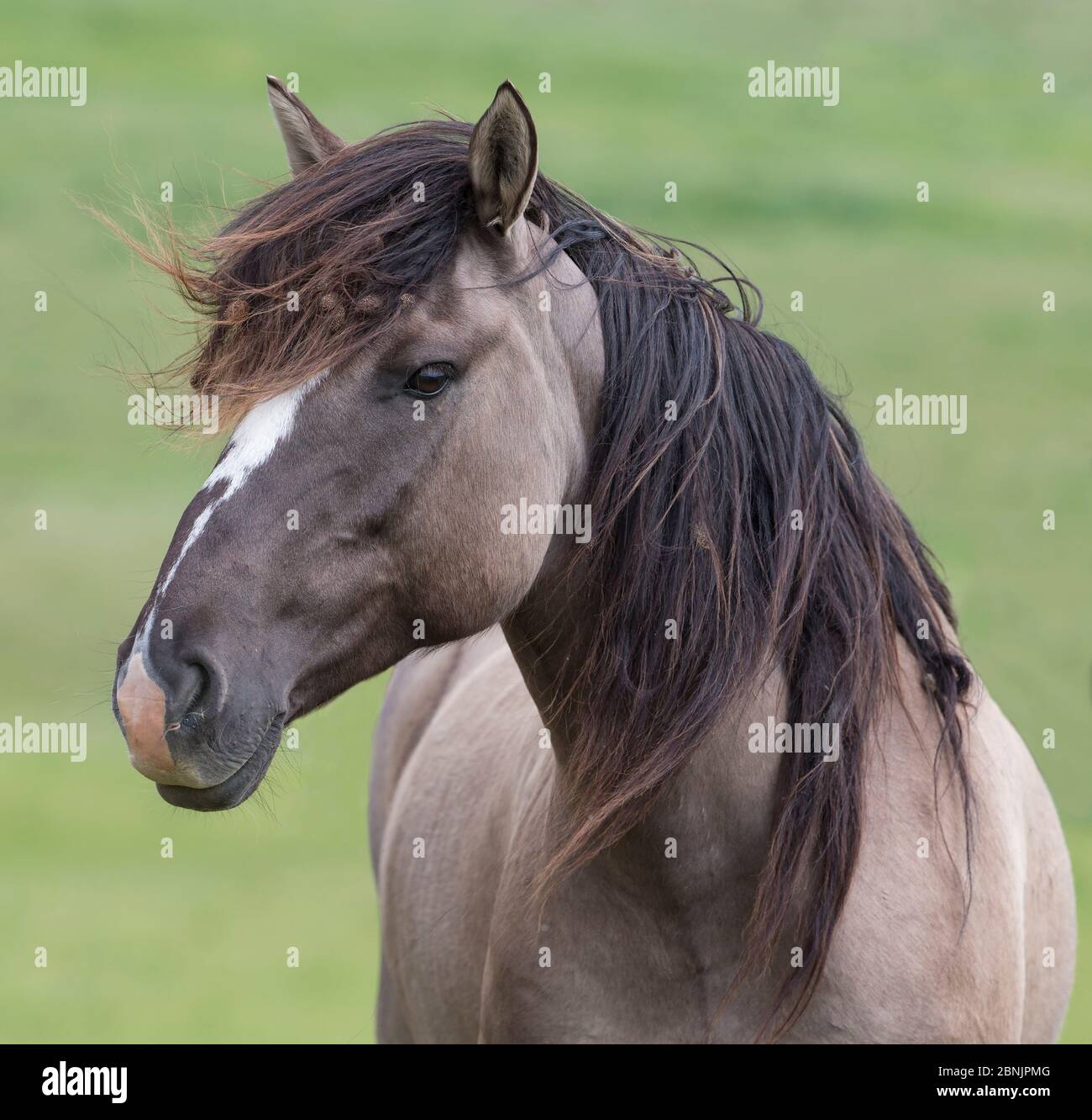 Spanish Mustang Spanish Mustang Spirit | Black Hills Wild Horse