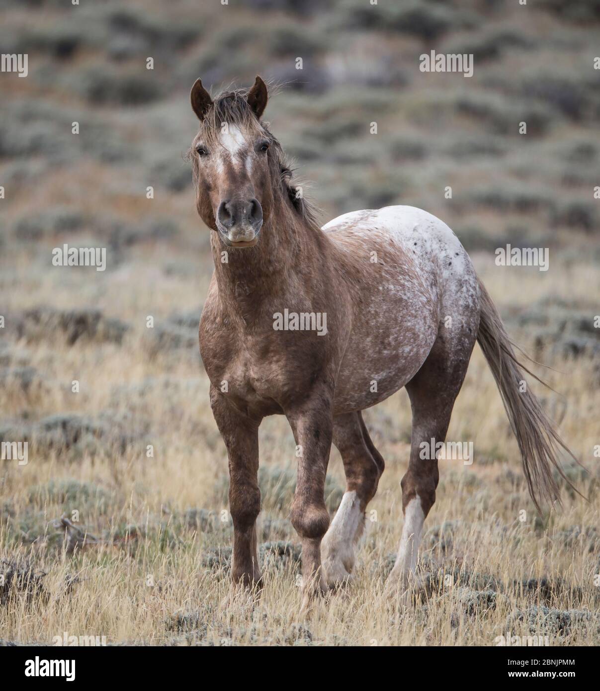 Wild Appaloosa stallion standing on hillside in Adobe Town Herd ...