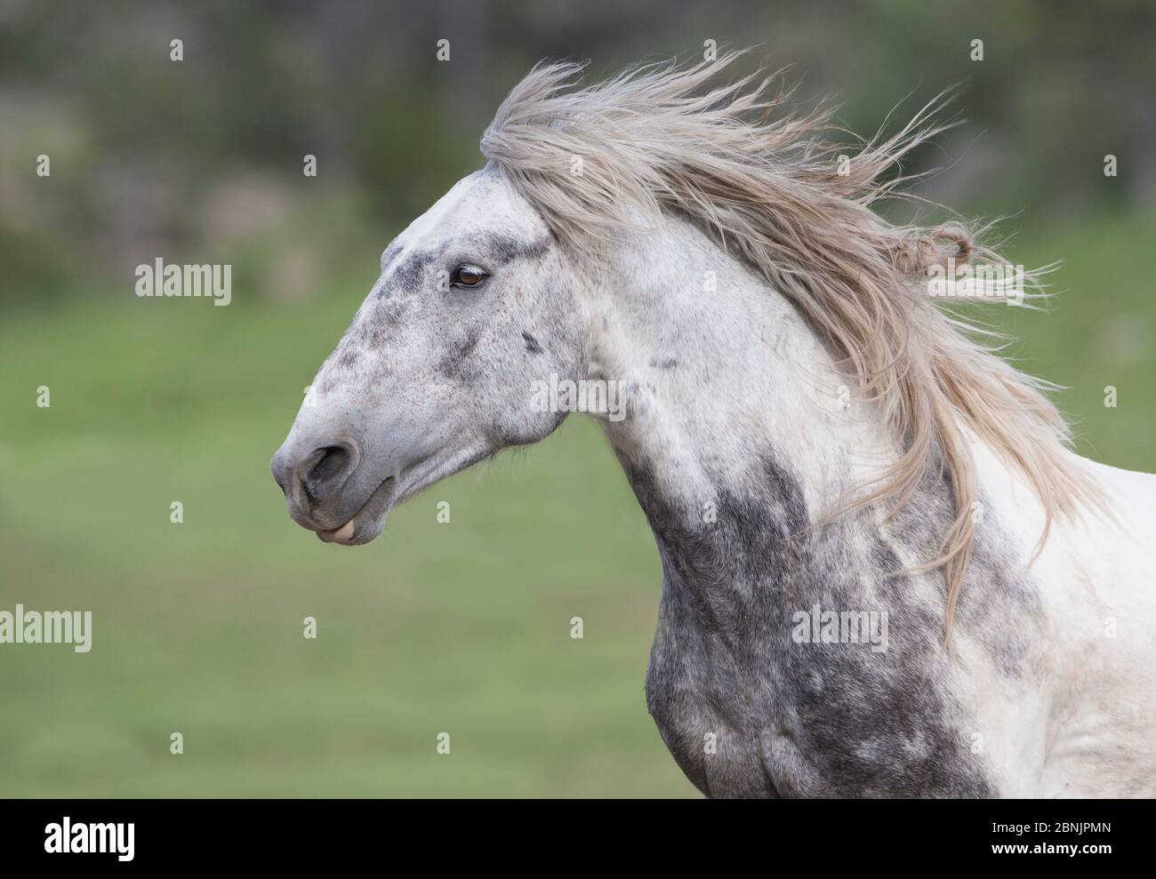 Stallion head hi-res stock photography and images - Alamy