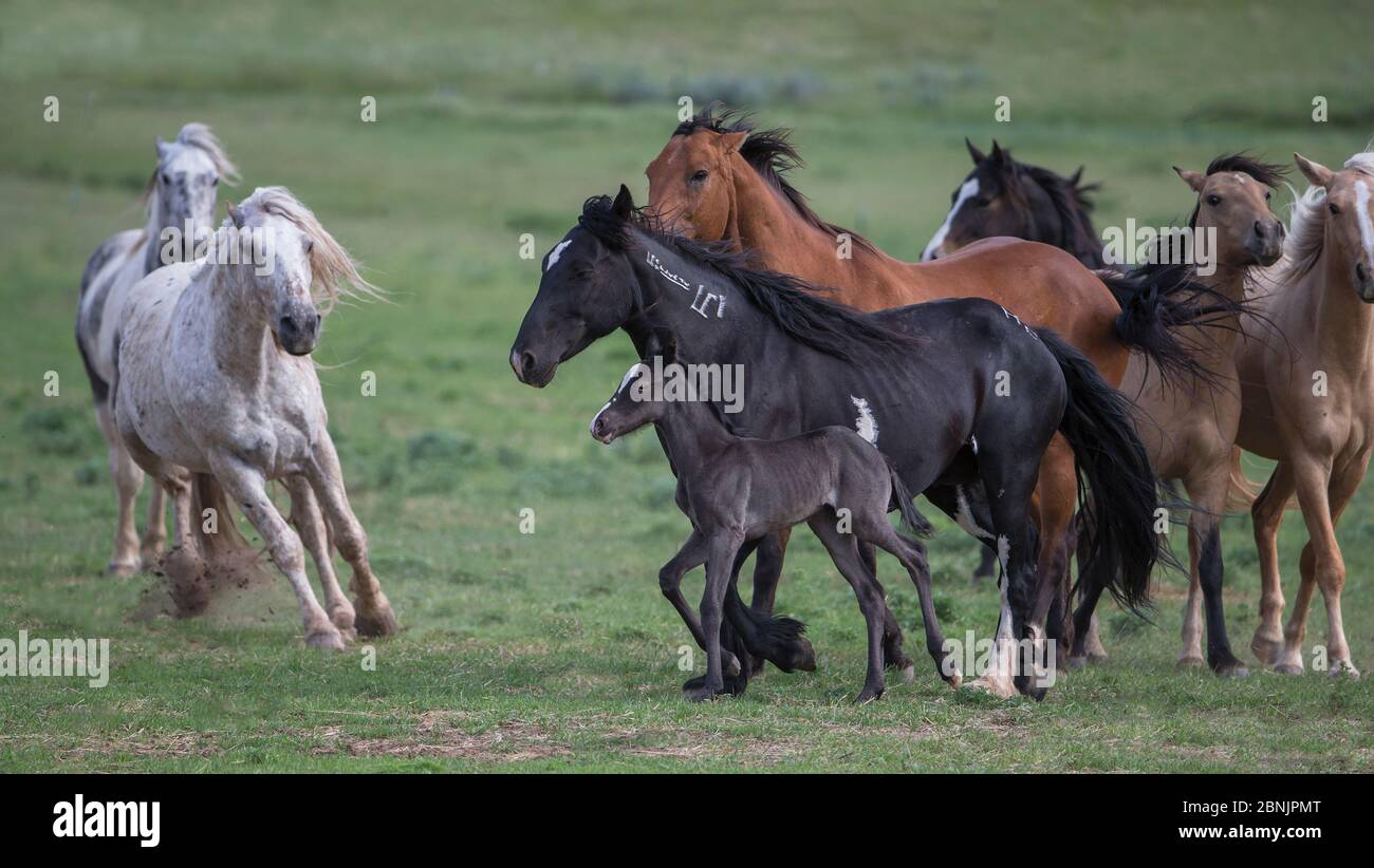 Two formerly wild Mustang stallions drive mares and a foal at Black ...