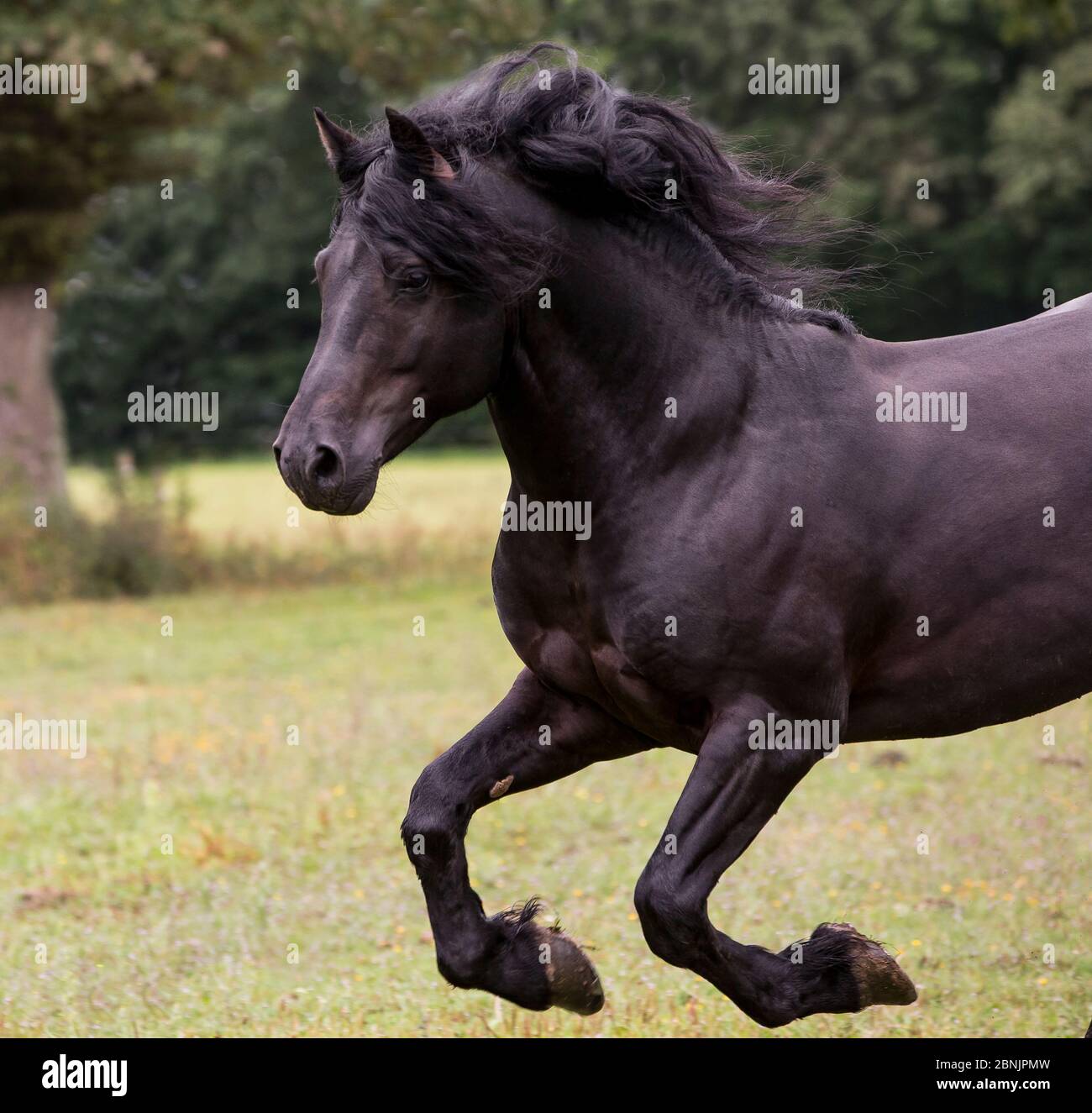 Horse Side View Running