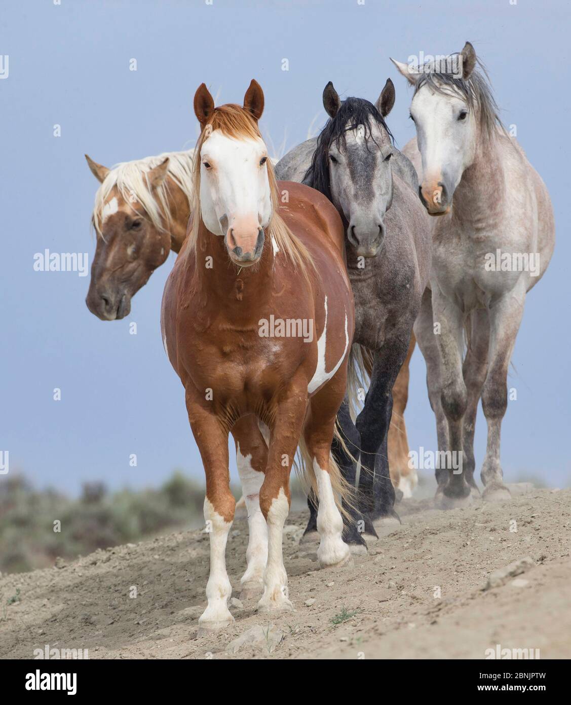 Two gang gangs hi-res stock photography and images - Alamy